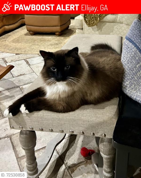 Ellijay, GA Lost Male Cat, Thomas Is Missing | PawBoost