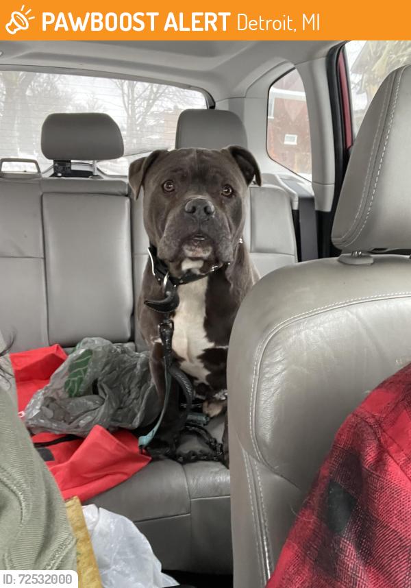 Detroit, MI Stray Male Dog Found Near Hogarth & Wildemere | PawBoost