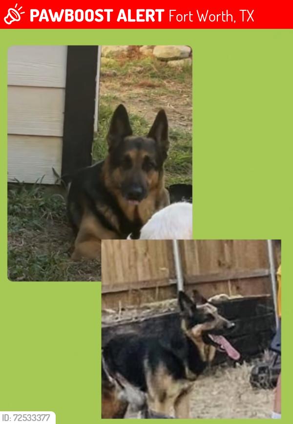 Fort Worth, TX Lost Male Dog, Ryder Is Missing | PawBoost