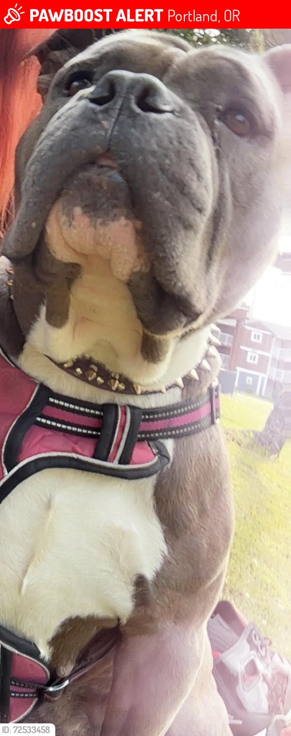 Portland, OR Lost Female Dog, Pebbles Is Missing | PawBoost