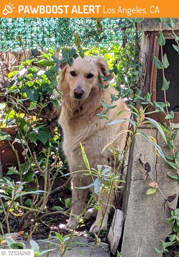 Los Angeles, CA Stray Dog Found Near La Brea and San Vicente | PawBoost