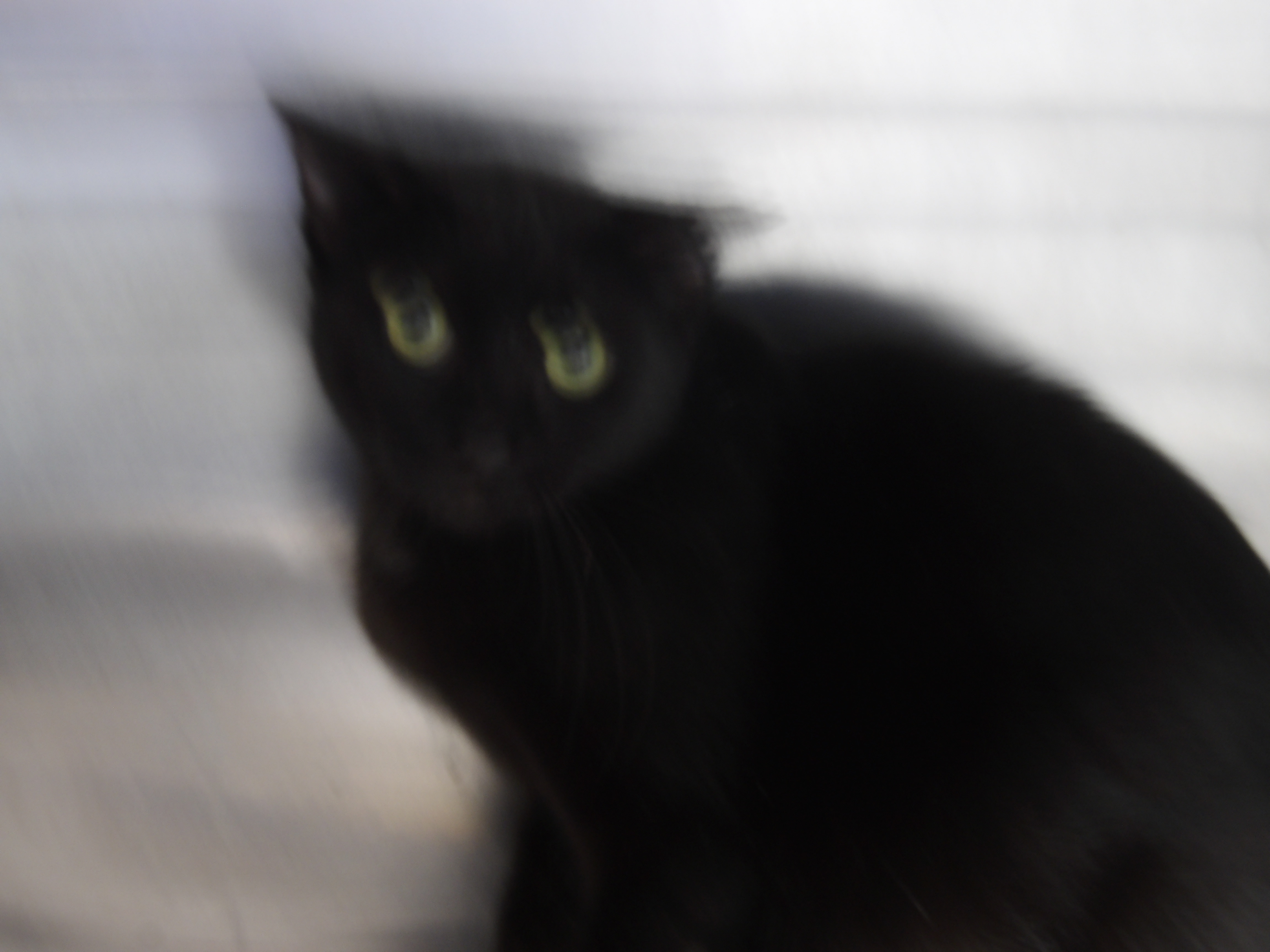 Shelter Removed Female Cat in Los Angeles, CA 90025 (ID: 72536573 ...