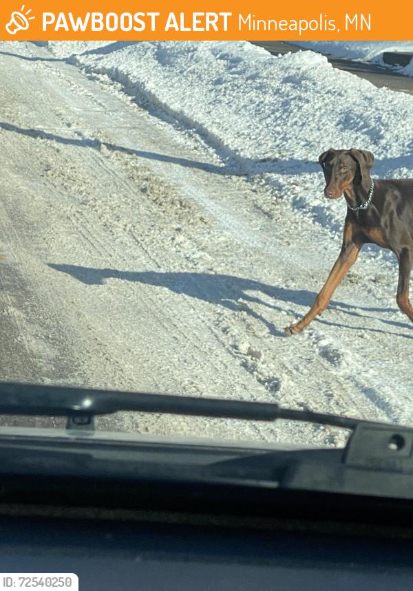 Minneapolis, MN Stray Female Dog Found Near 44th and Nakomis | PawBoost