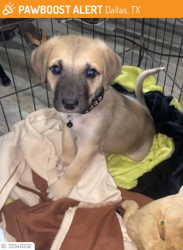 Dallas, TX Stray Male Dog Found Near Tyler St. | PawBoost