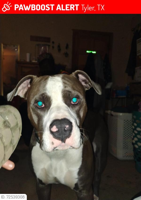 Deceased Male Dog in Tyler, TX 75704 (ID: 72539308) | PawBoost