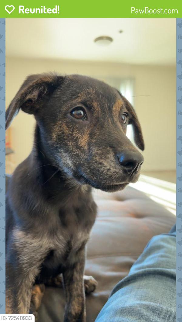 Reunited Male Dog in Oceanside, CA 92058 (ID: 72540933) | PawBoost