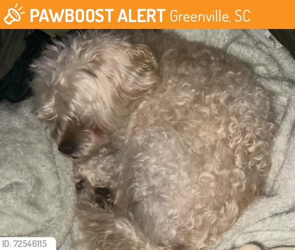 Greenville, SC Stray Male Dog Found Near Murrell rd | PawBoost