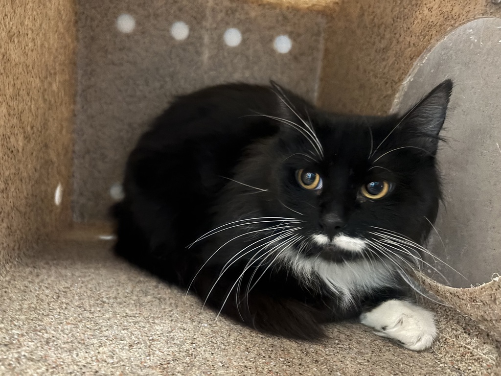New York, NY Lost Female Cat, Yodel Cakes Is Missing | PawBoost
