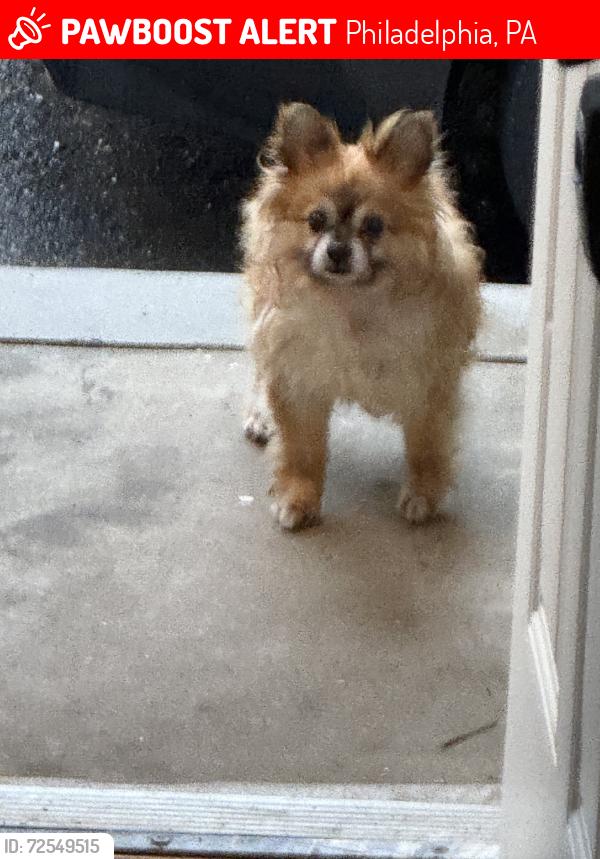 Philadelphia, PA Lost Male Dog, Peanut Is Missing | PawBoost