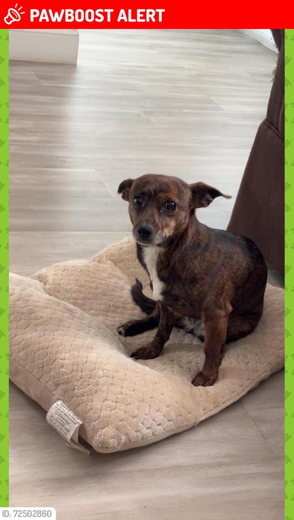 Condado de Caldwell, NC Lost Female Dog, Candi Is Missing | PawBoost