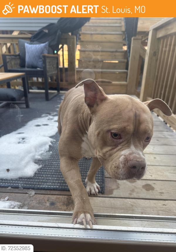 Surrendered Male Dog in St. Louis, MO 63118 (ID: 72552985) | PawBoost