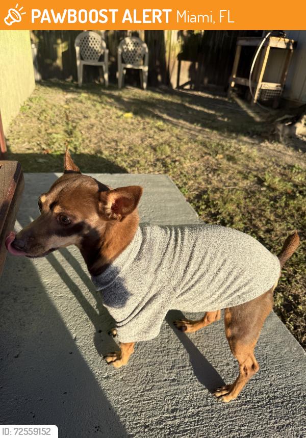 Miami, FL Stray Female Dog Found Near Near Ave & Old Cutler | PawBoost