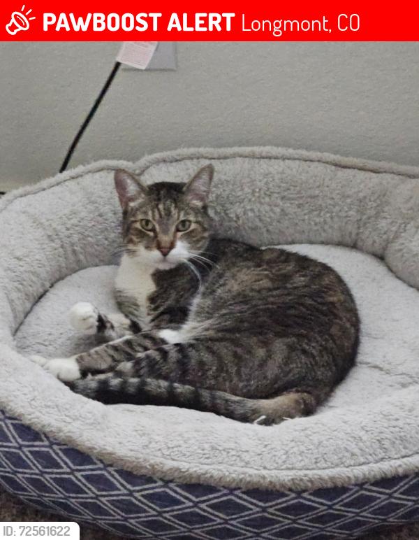 Longmont, CO Lost Male Cat, Toby Is Missing | PawBoost