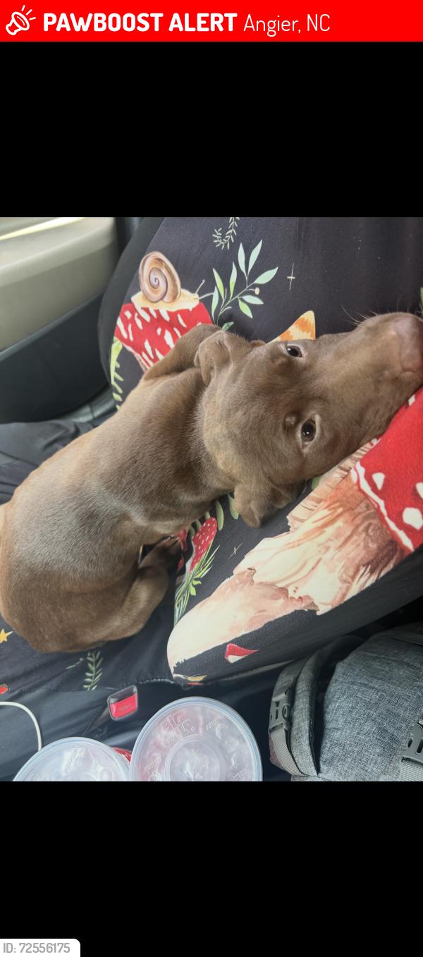 Angier, NC Lost Female Dog, Reese Is Missing | PawBoost