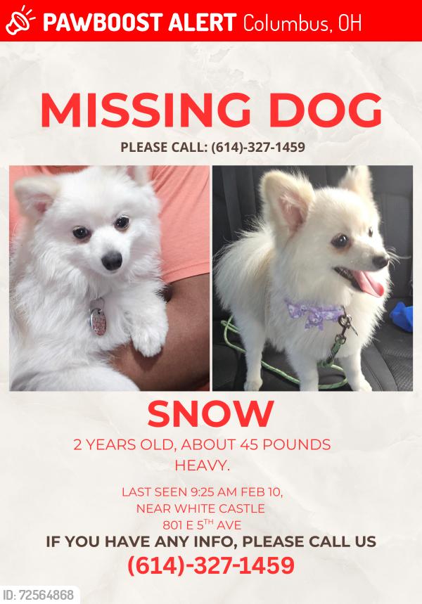 Columbus, OH Lost Male Dog, Snow Is Missing | PawBoost