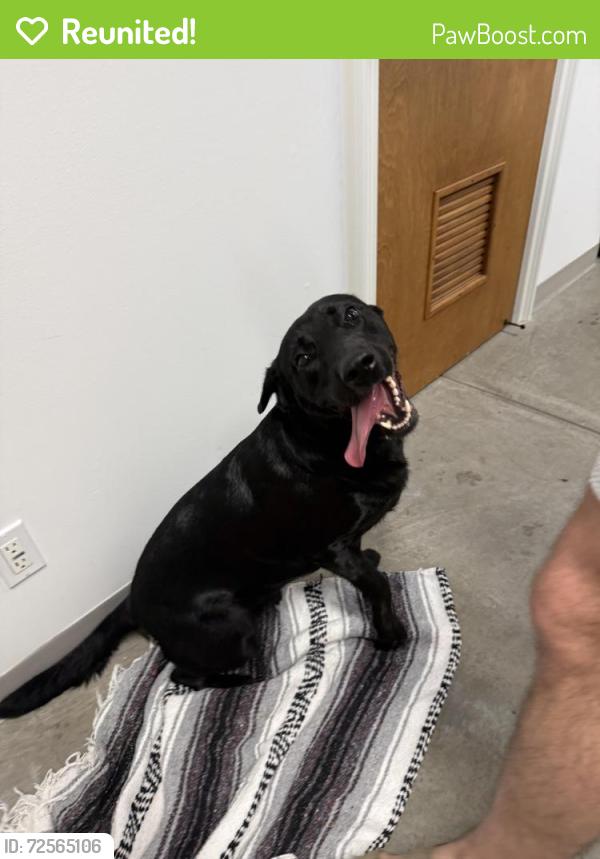 Reunited Female Dog in Redondo Beach, CA 90278 (ID: 72565106) | PawBoost
