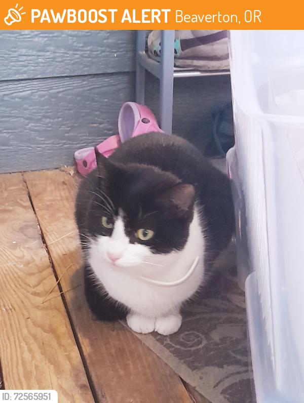 Beaverton, OR Stray Cat Found Near Kings Court apmts | PawBoost