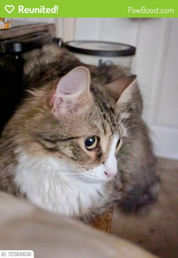 Reunited Male Cat in Washington Township, NJ 08012 (ID: 72568630 ...