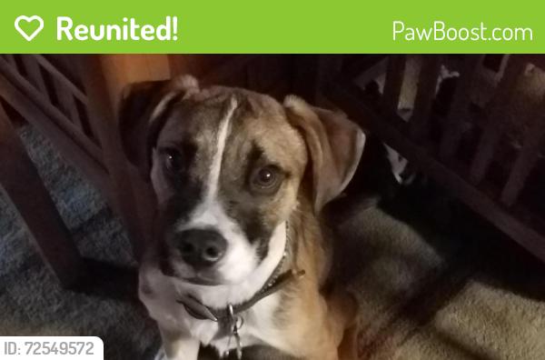 Reunited Male Dog in Springfield, MO 65802 (ID: 72549572) | PawBoost