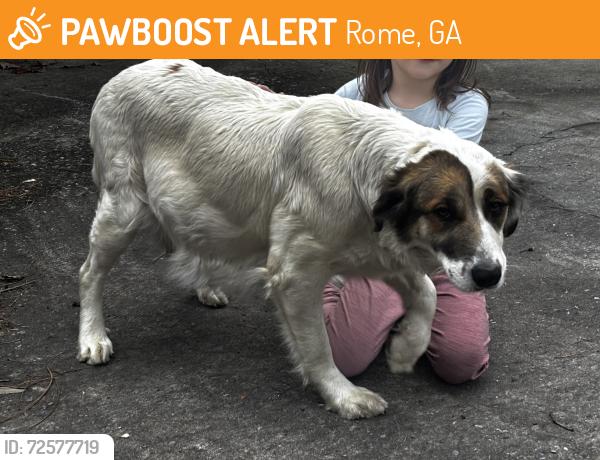 Surrendered Female Dog in Rome, GA 30161 (ID: 72577719) | PawBoost