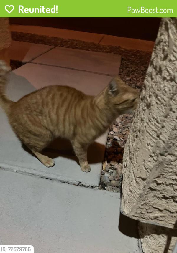Reunited Male Cat in Enterprise, NV 89139 (ID: 72579786) | PawBoost