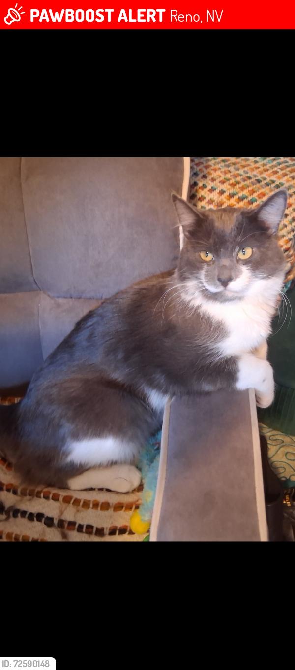 Reno, NV Lost Male Cat, Tobie The Cat Is Missing | PawBoost