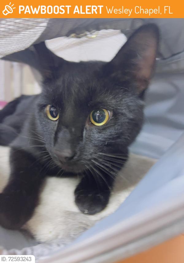 Wesley Chapel, FL Stray Male Cat Found Near Bruce B Downs and sky lake ...