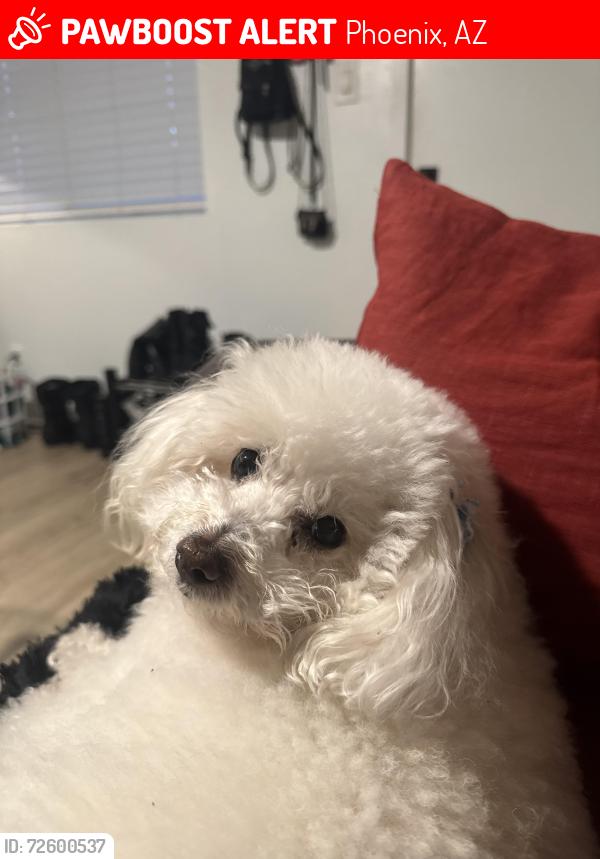 Phoenix, AZ Lost Female Dog, Fluffy Is Missing | PawBoost