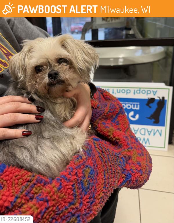 Milwaukee, WI Stray Dog Found Near Fire Station | PawBoost