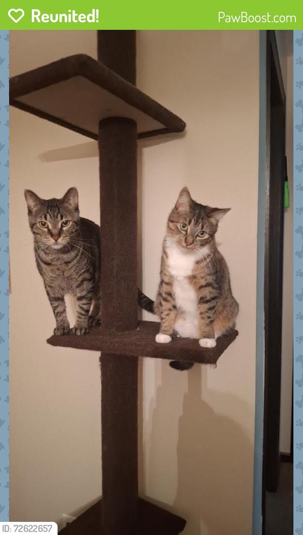Reunited Female Cat in Eden Prairie, MN 55344 (ID: 72622657) | PawBoost