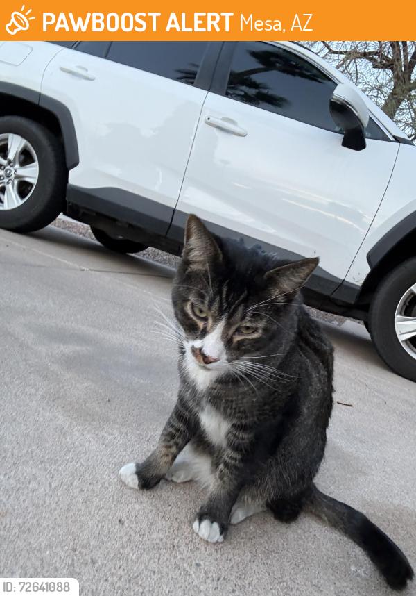 Mesa, AZ Stray Male Cat Found Near Alma school and baseline | PawBoost