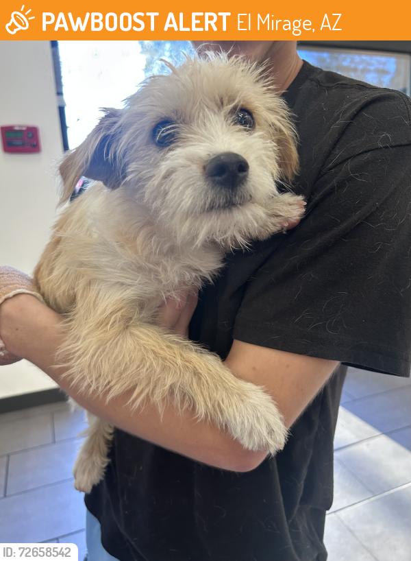Rehomed Male Dog in El Mirage, AZ 85335 (ID: 72658542) | PawBoost
