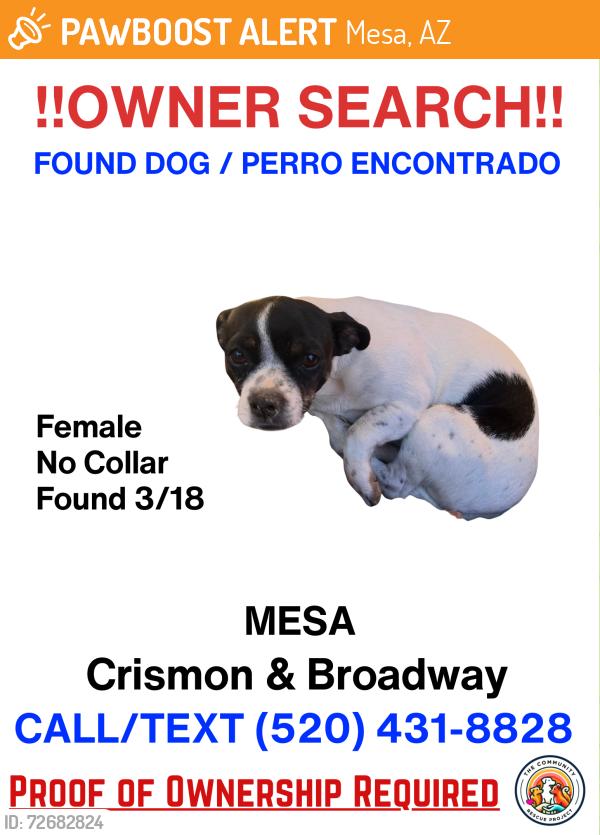 Surrendered Female Dog in Mesa, AZ 85208 (ID: 72682824) | PawBoost