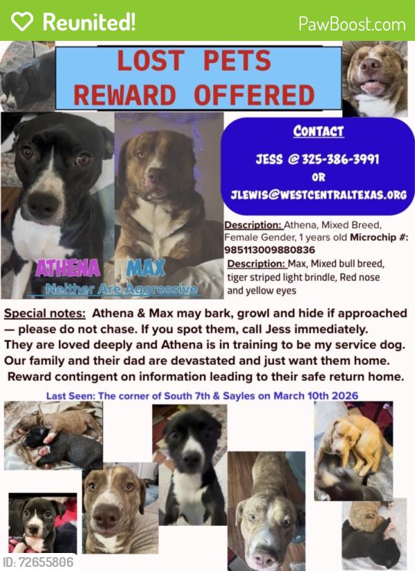 Reunited Female Dog in Abilene, TX 79602 (ID: 72655806) | PawBoost