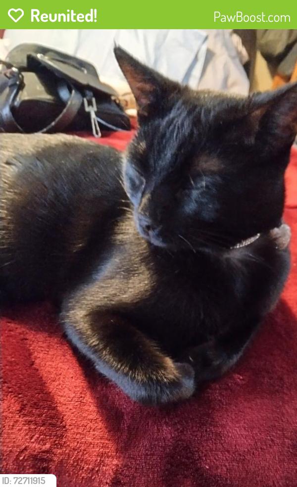 Reunited Female Cat in Westminster, CO 80234 (ID: 72711915) | PawBoost