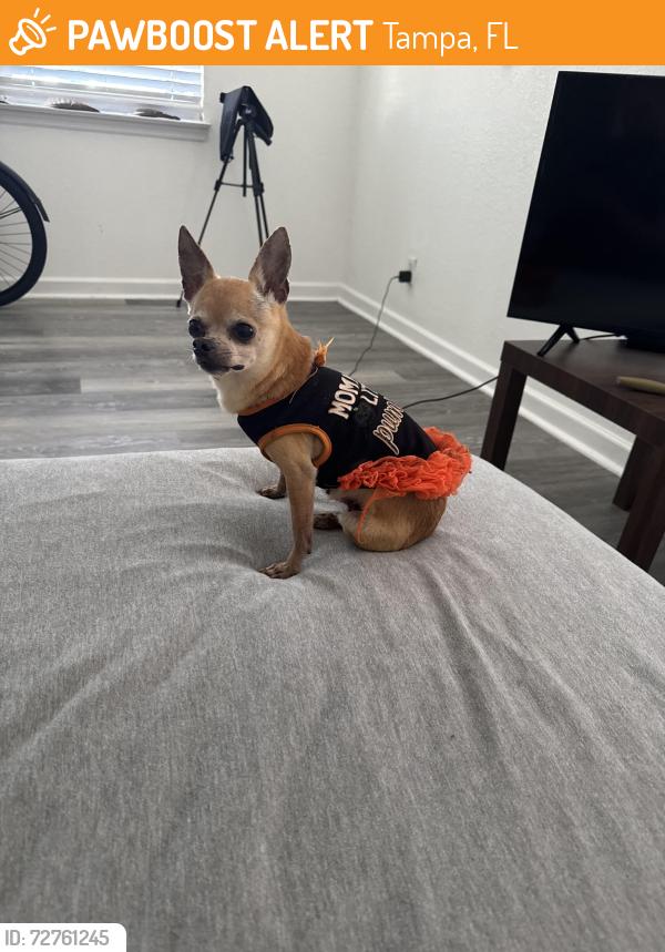 Tampa, FL Stray Female Dog Found Near Interbay and Himes | PawBoost