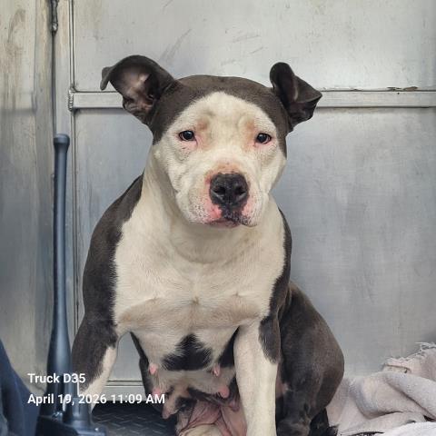 Detroit, MI Lost Female Dog, Rose Mallow Is Missing | PawBoost