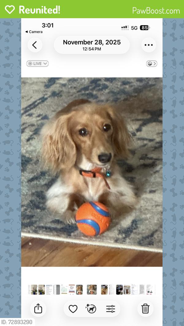 Reunited Female Dog in Millington, TN 38053 (ID: 72893290) | PawBoost