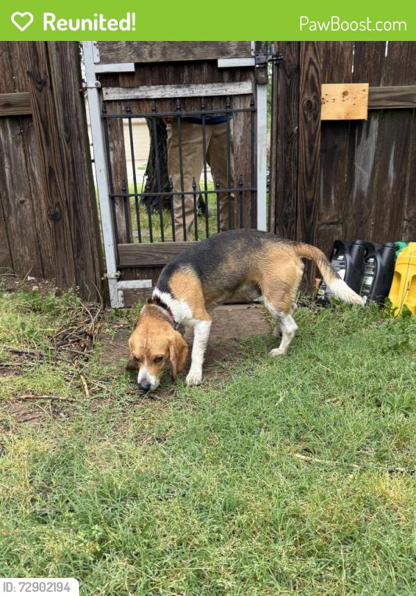Reunited Male Dog in Broken Arrow, OK 74014 (ID: 72902194) | PawBoost
