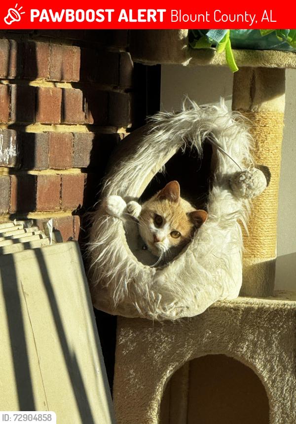 Blount County, AL Lost Male Cat, meow skulls Is Missing | PawBoost