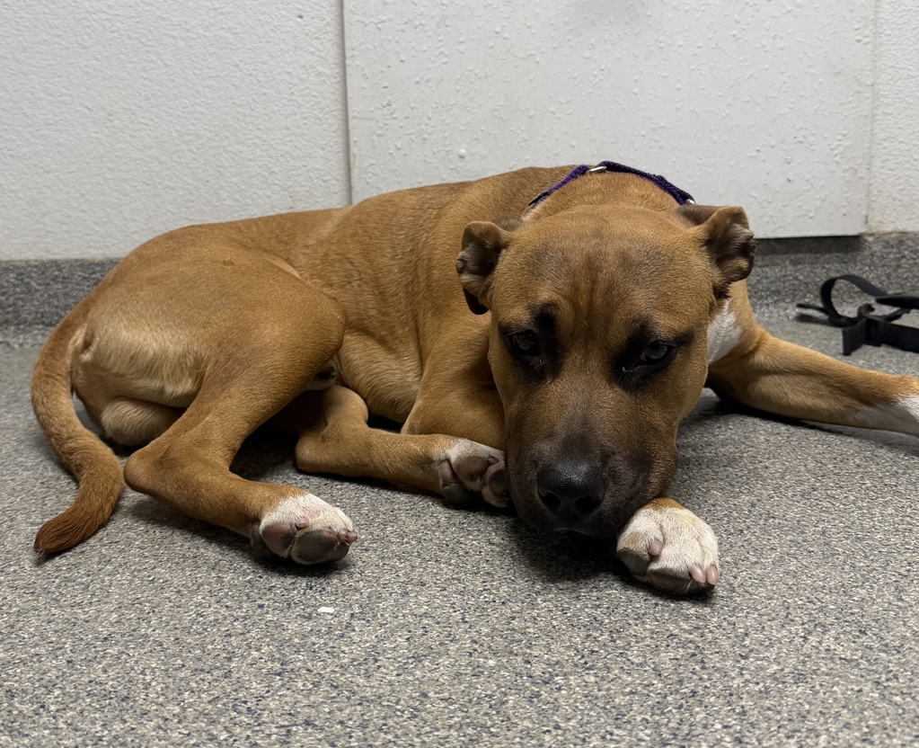 Escondido, CA Lost Male Dog, Chopper Is Missing | PawBoost