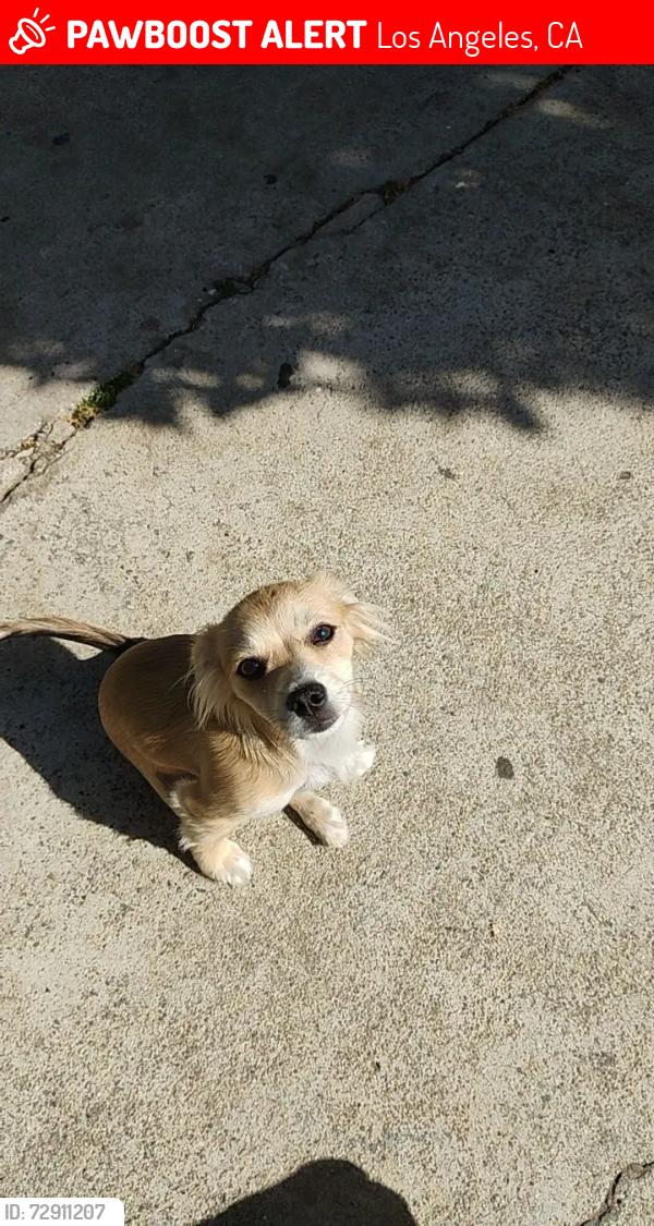Los Angeles, CA Lost Male Dog, Koby Is Missing | PawBoost