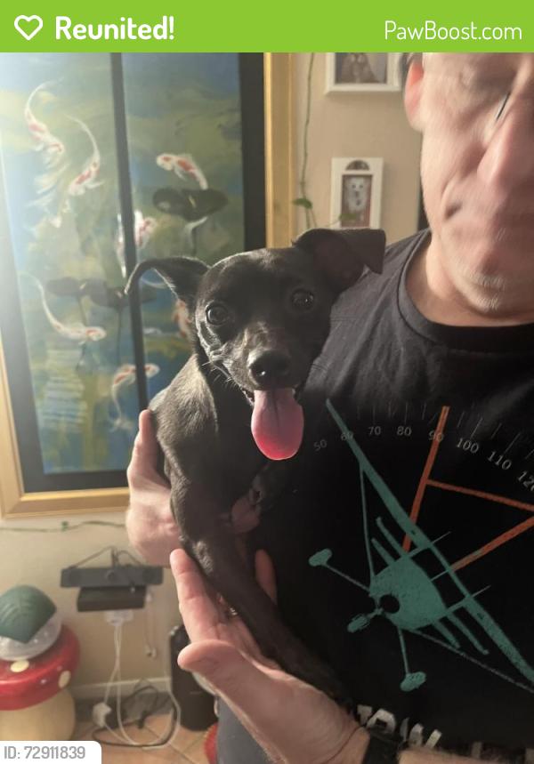 Reunited Male Dog in Las Vegas, NV 89128 (ID: 72911839) | PawBoost
