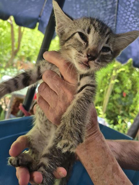 San Antonio, TX Lost Male Cat, Cinder (Roman) Is Missing | PawBoost
