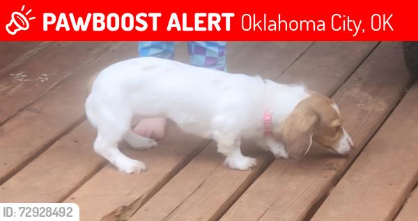 Oklahoma City, OK Lost Female Dog, Lola Is Missing | PawBoost