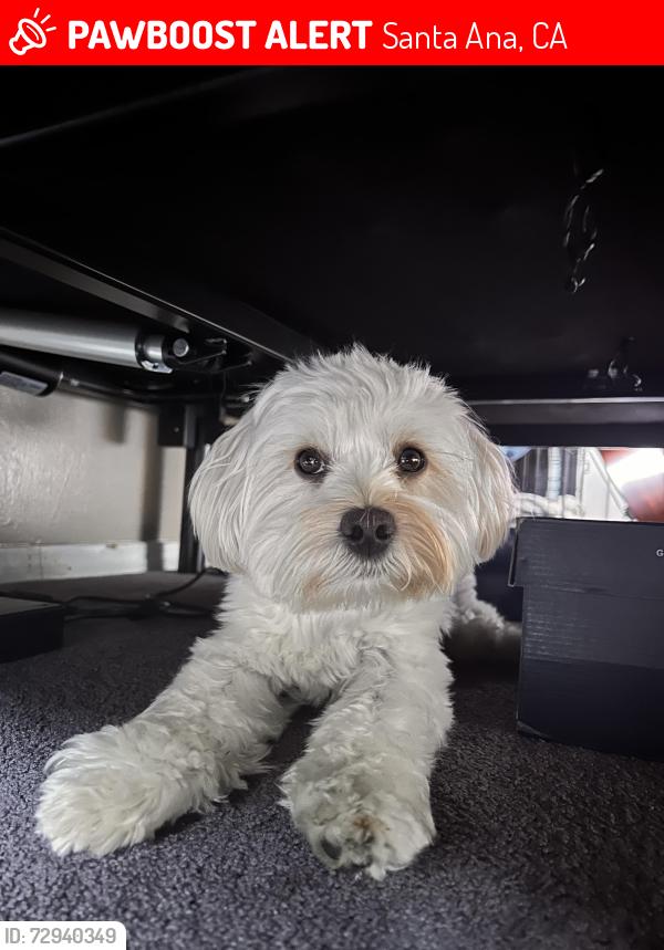 Santa Ana, CA Lost Male Dog, Toby Is Missing | PawBoost