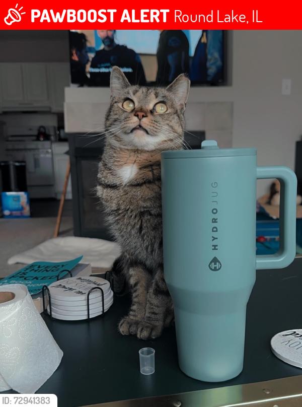 Round Lake, IL Lost Male Cat, Skids Is Missing | PawBoost