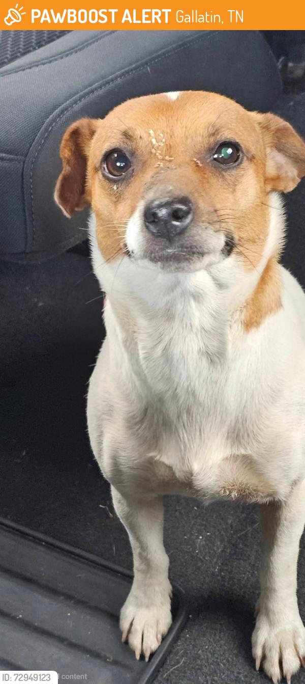 Gallatin, TN Stray Female Dog Found Near Long Hollow Pike | PawBoost