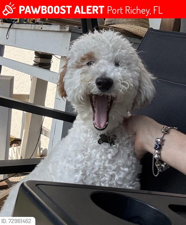 Port Richey, FL Lost Female Dog, Sugar Is Missing | PawBoost