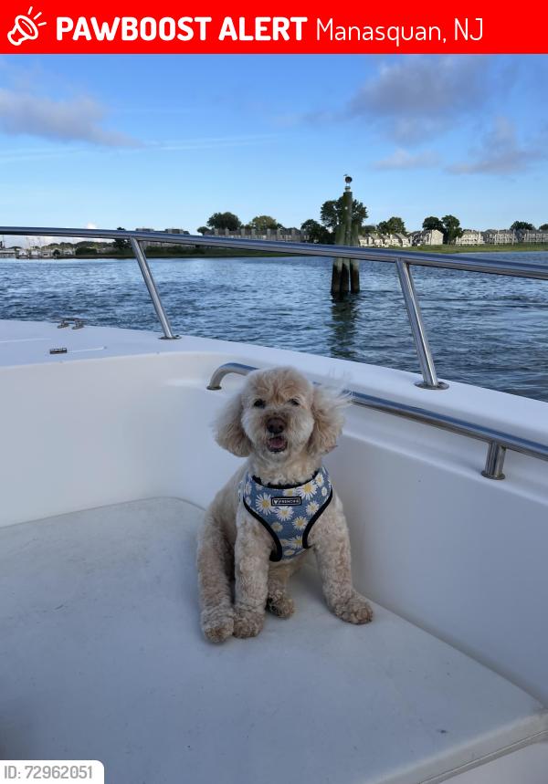 Manasquan, NJ Lost Female Dog, Carly Is Missing | PawBoost